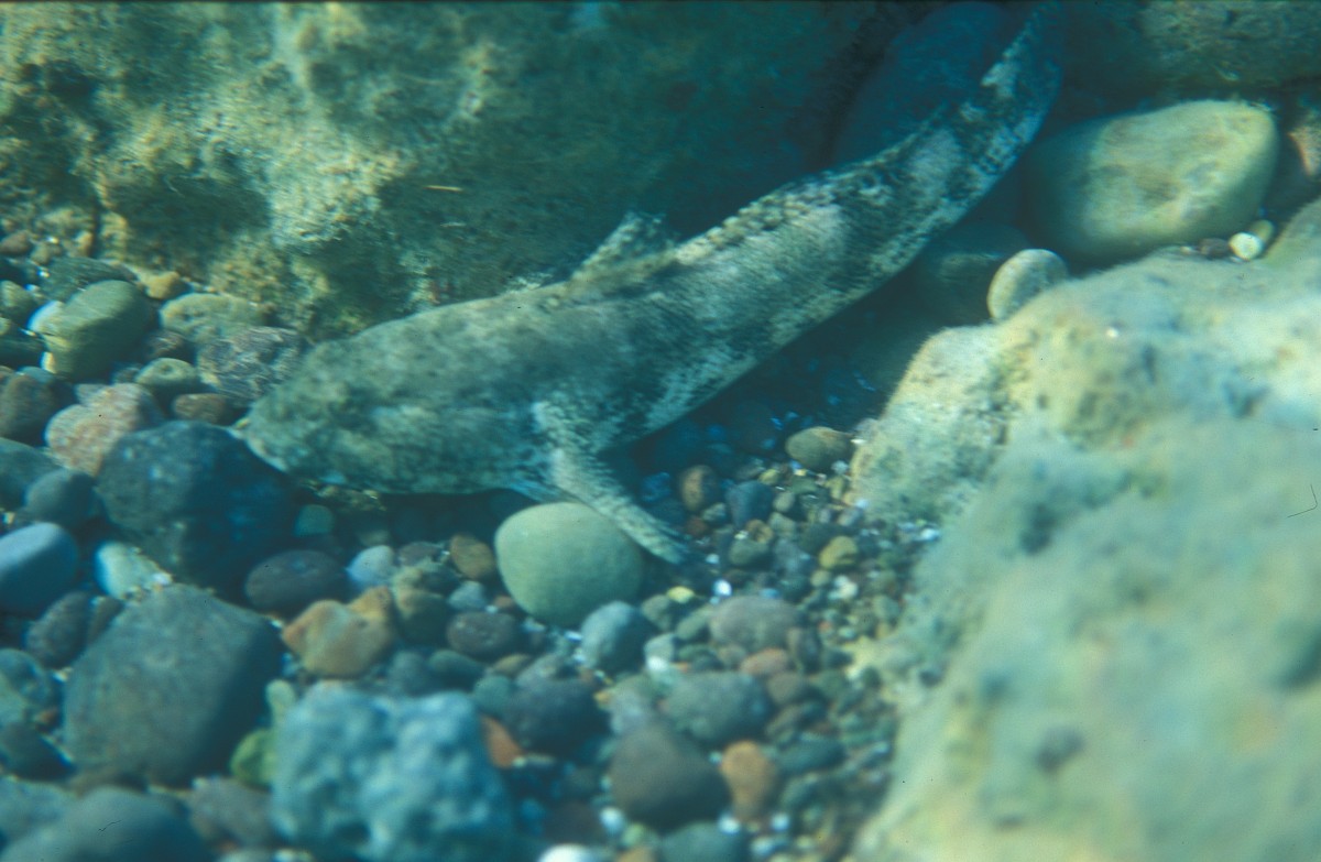 Gobius cobitis, Giant Goby
